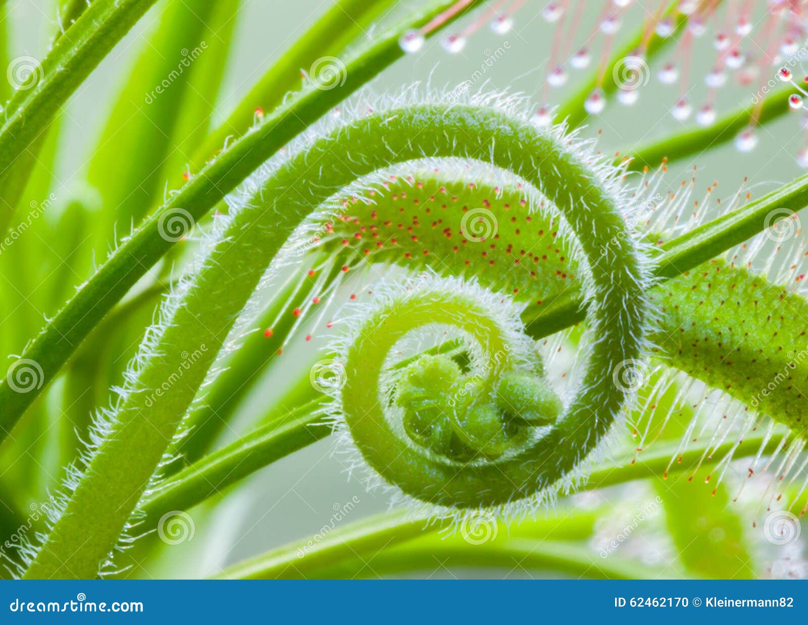 Flowering of Sundew (Drosera Capensis) Stock Photo - Image of stalk ...