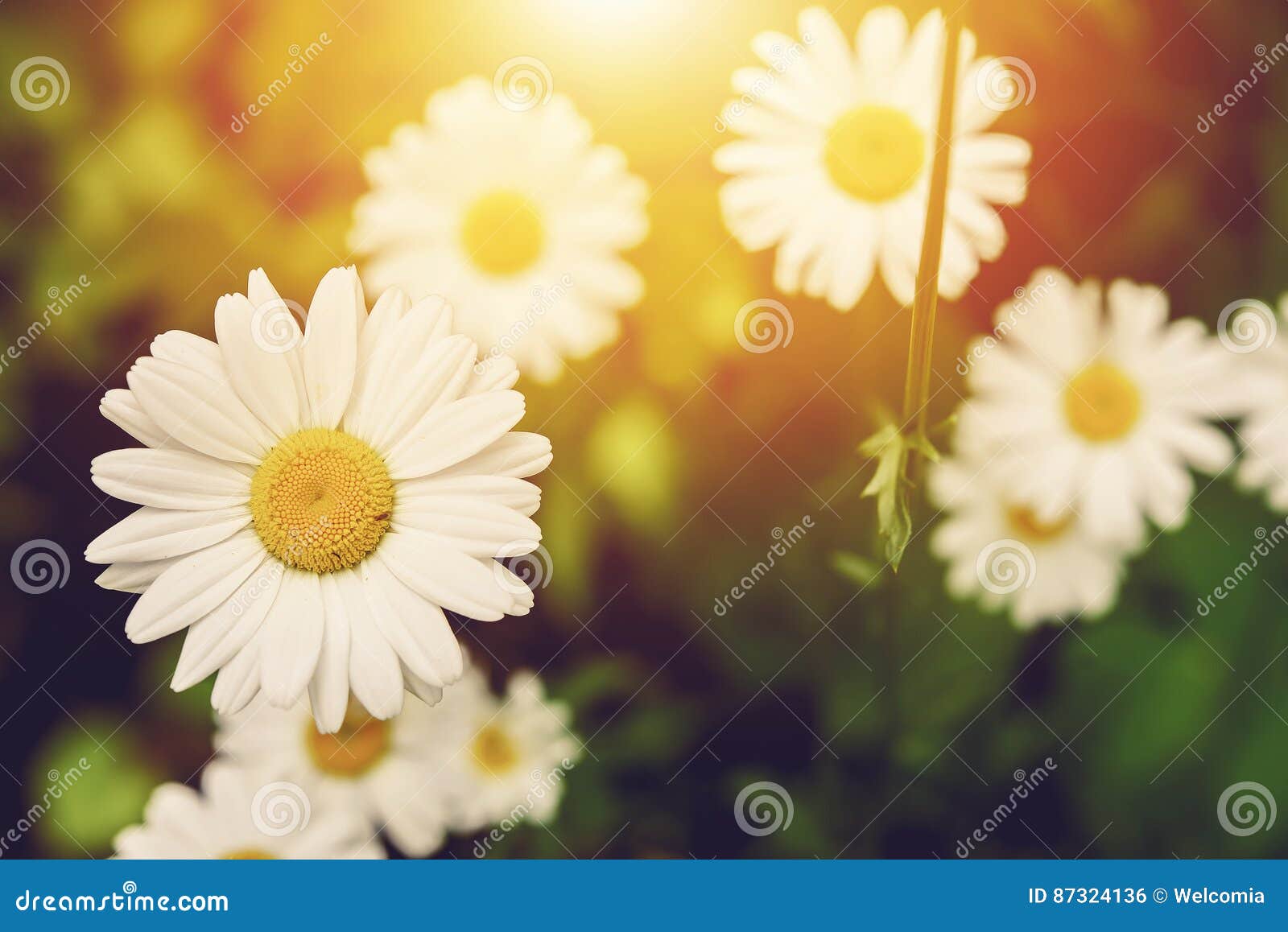 Flowering Sunny Spring stock photo. Image of wildflower - 87324136
