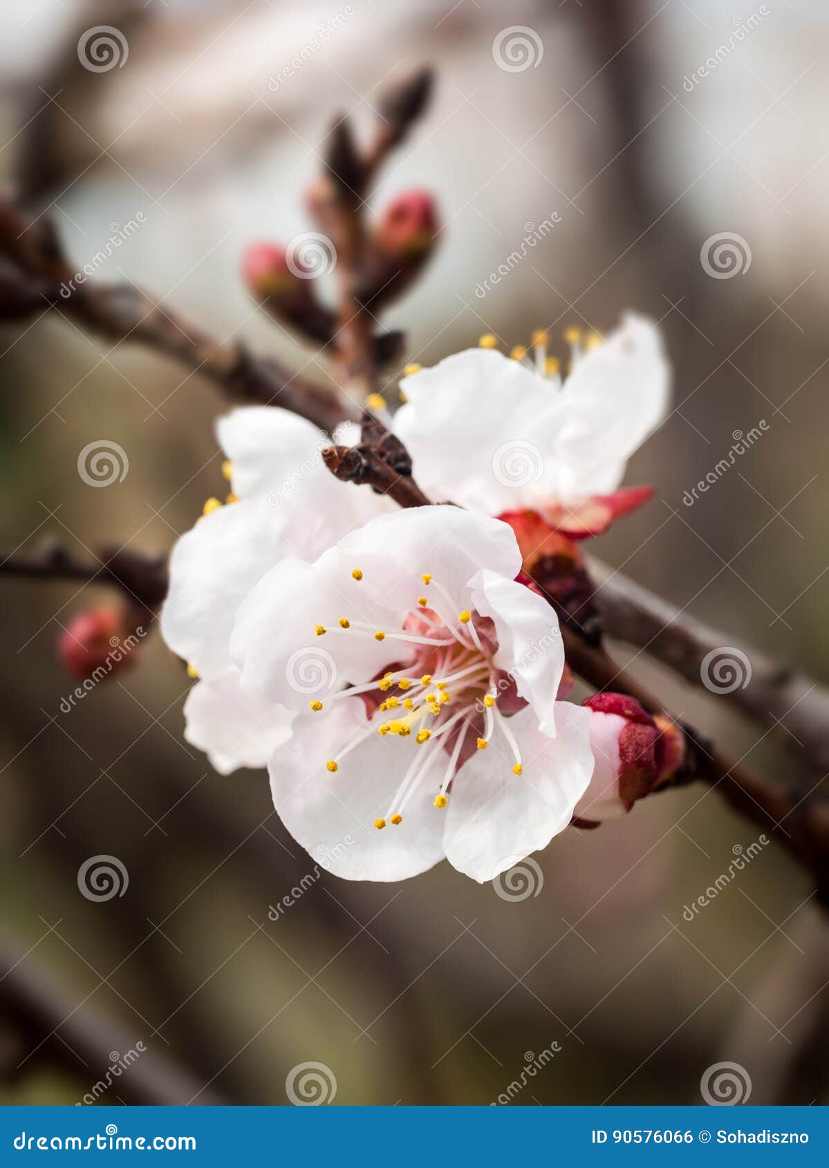 Flowering Sweet Almond Tree Stock Photo - Image of brunch, flowering ...