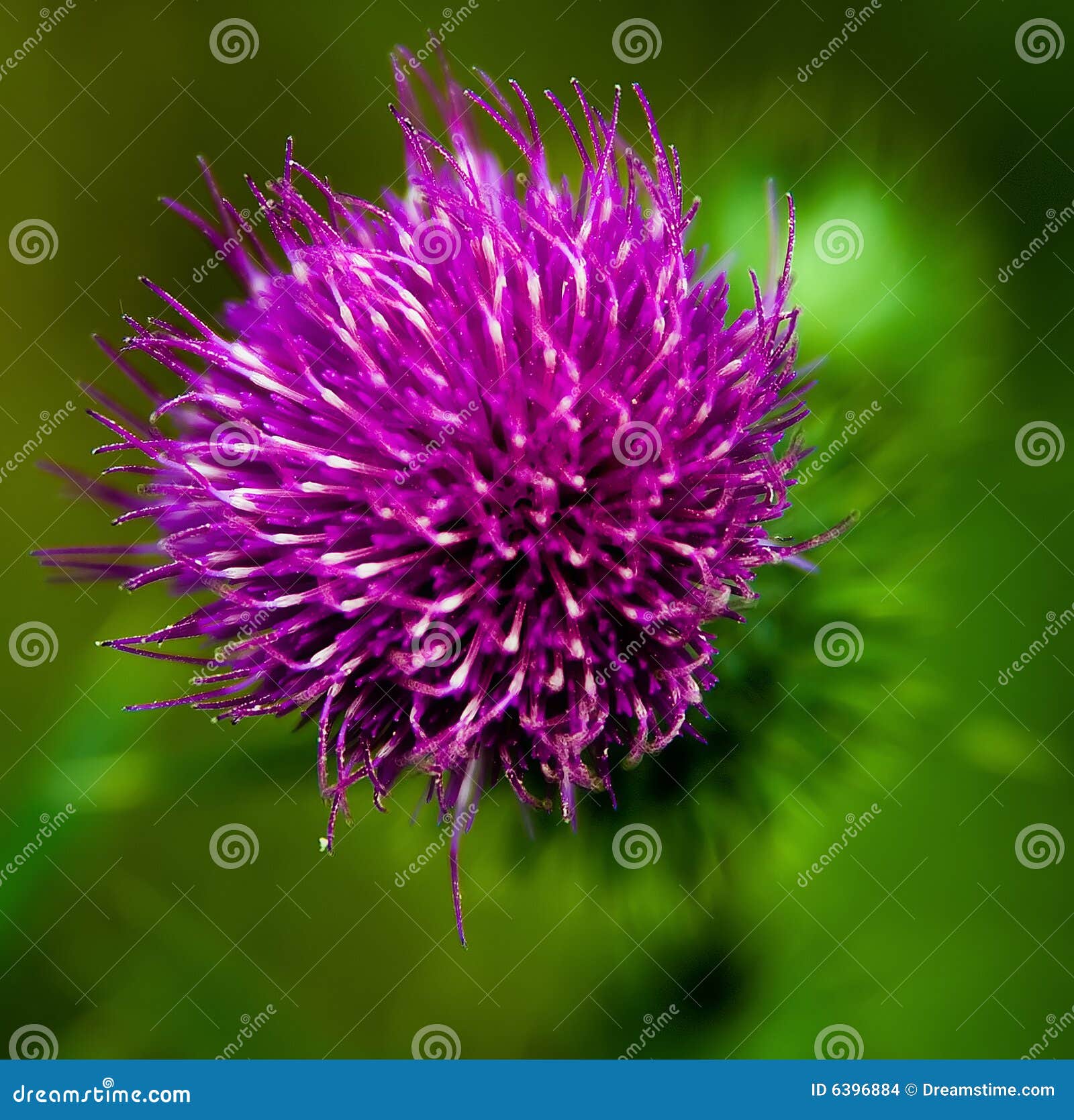 Flowering Thistle stock photo. Image of focus, flora, environment - 6396884