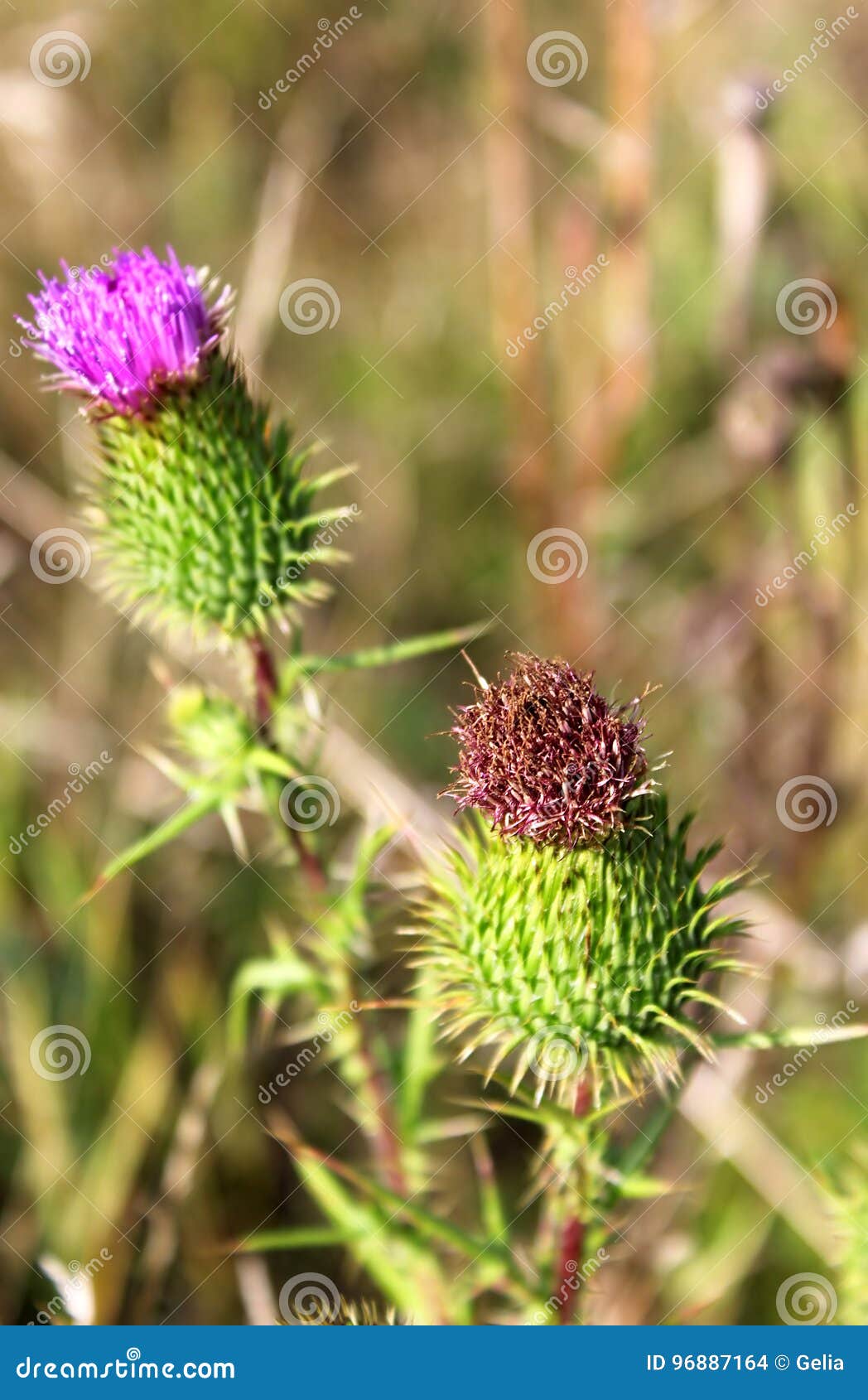 Flowering Thistle Close Up in the Soft Light Stock Photo - Image of ...