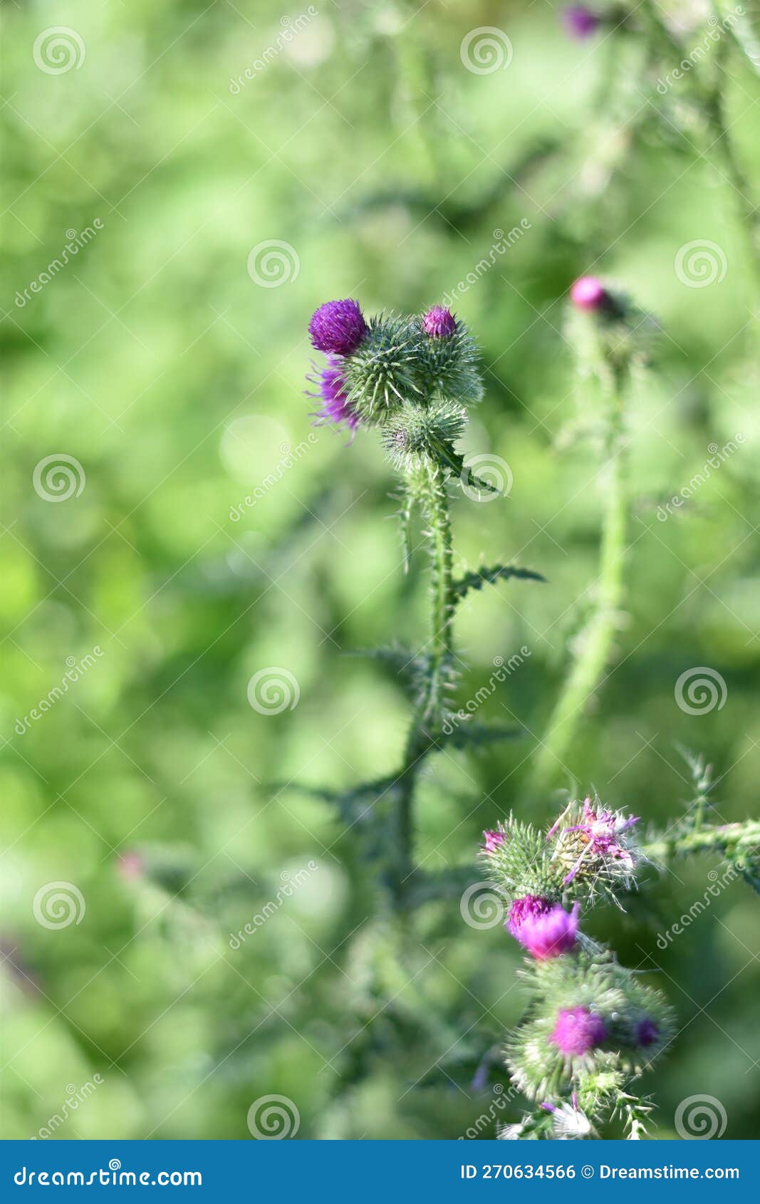 Flowering thistle stock photo. Image of summer, blossom - 270634566