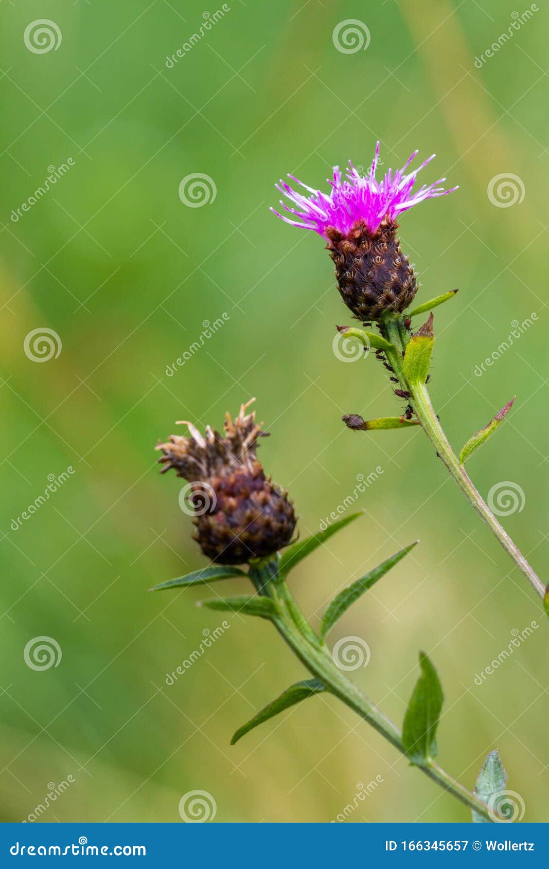 Flowering Thistles in Scotland Stock Image - Image of shape, stem ...