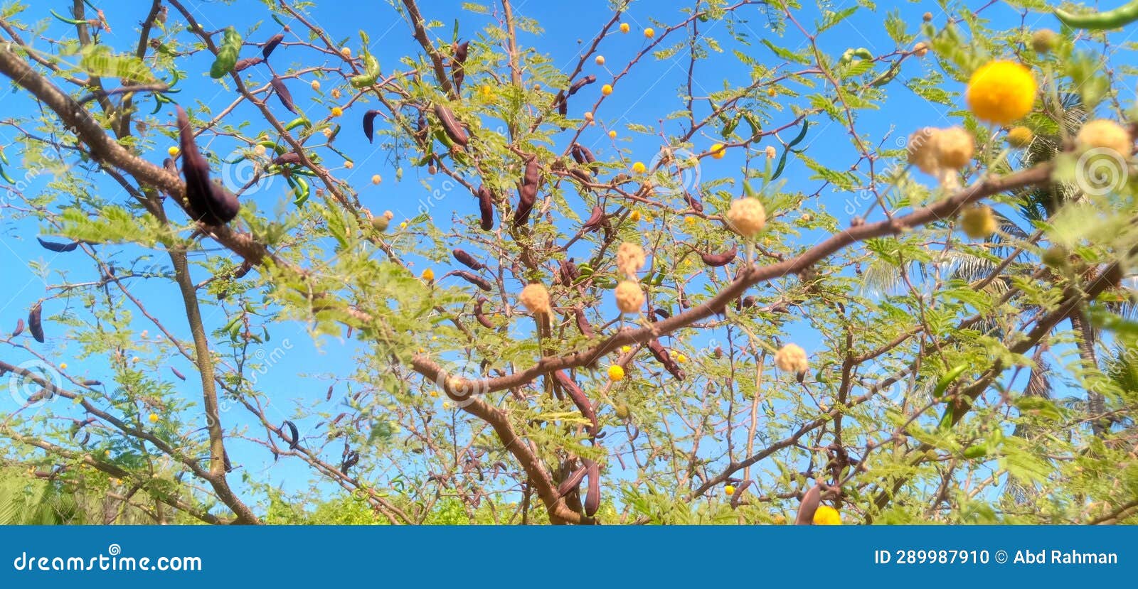 The Flowering Thorn Tree and Its Dry Fruit Stock Photo - Image of ...