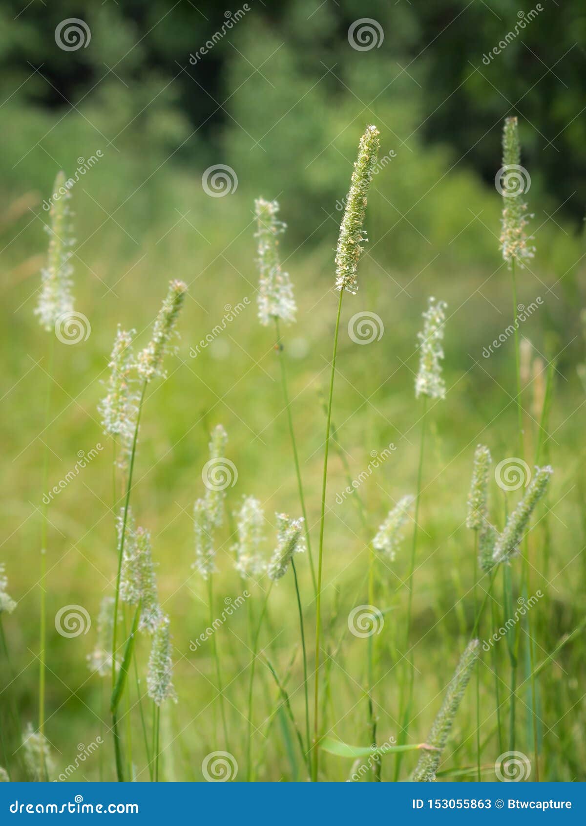 Flowering Timothy grass stock image. Image of poaceae - 153055863
