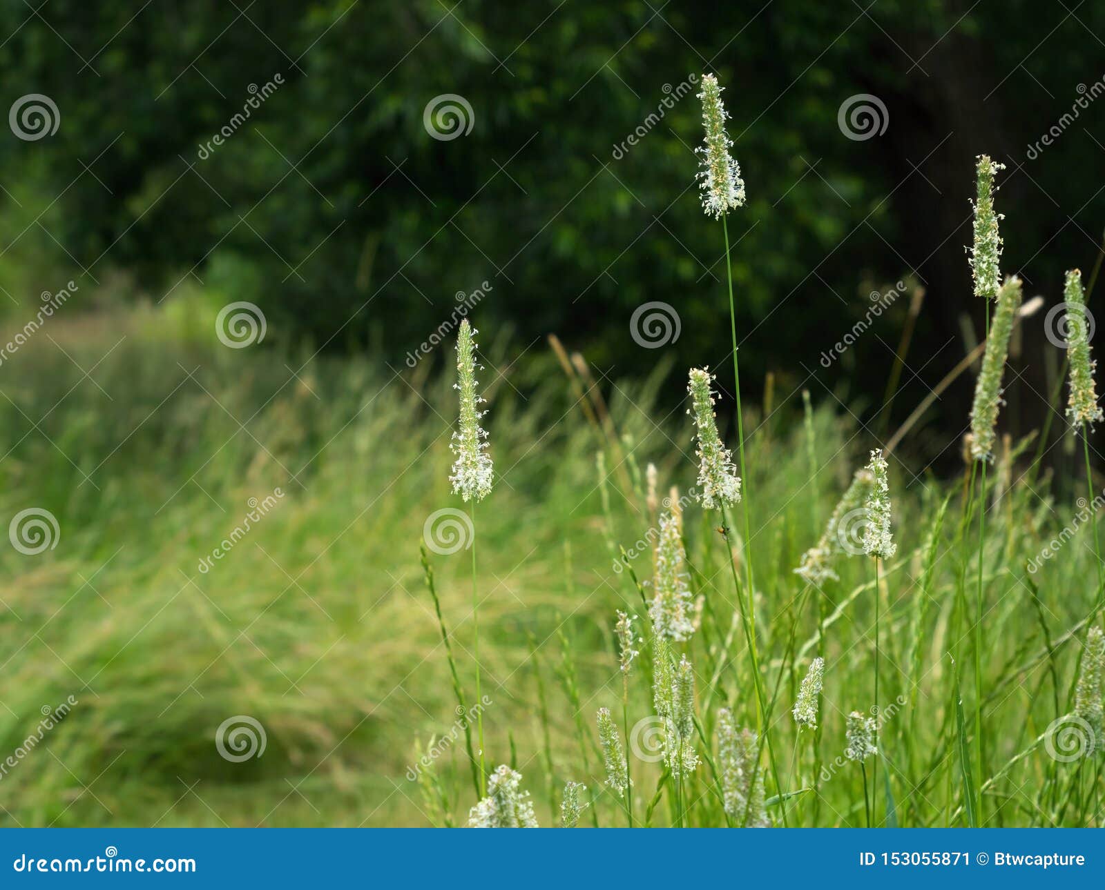 Flowering Timothy grass stock image. Image of shadow - 153055871