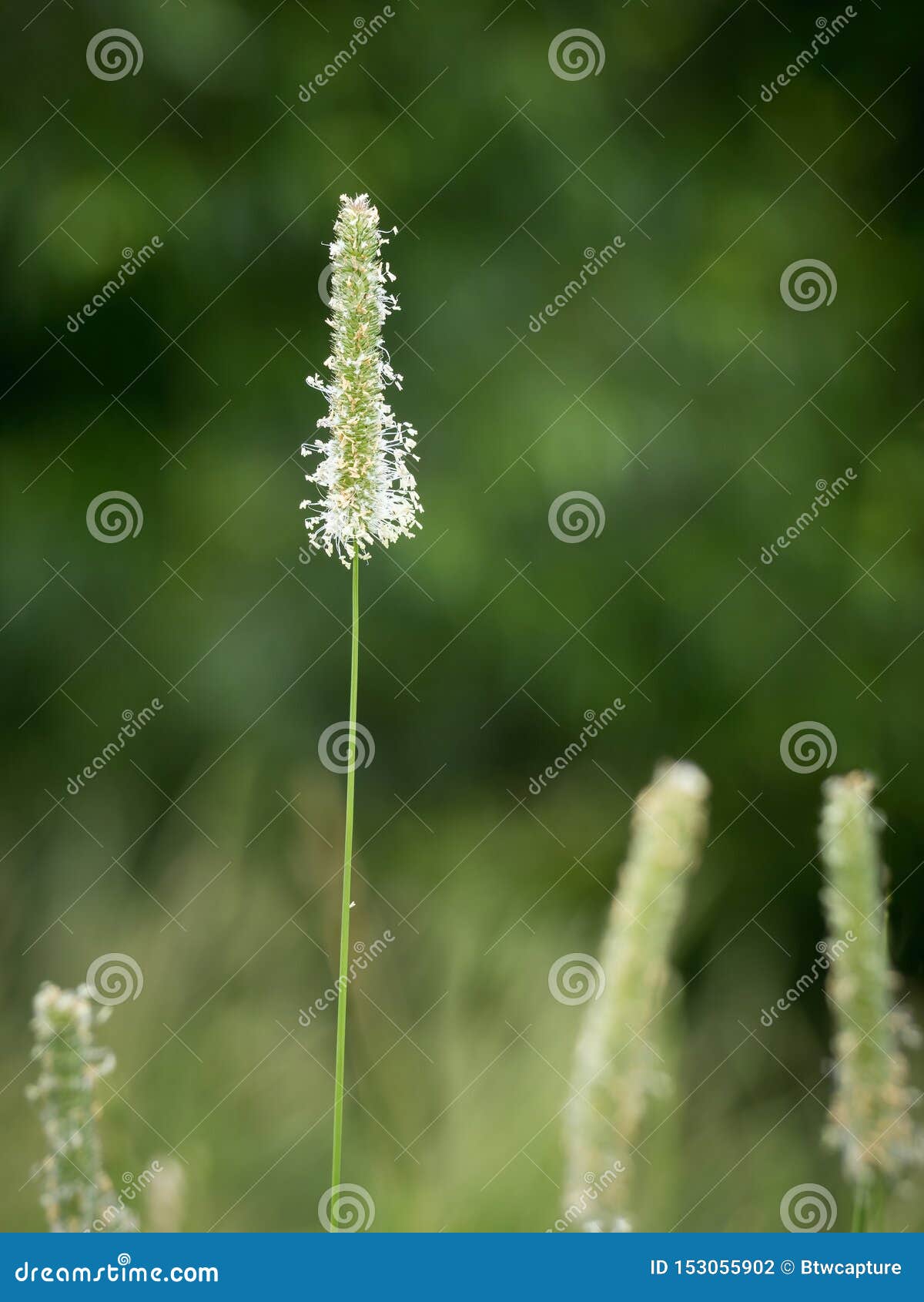Flowering Timothy grass stock photo. Image of shadow - 153055902