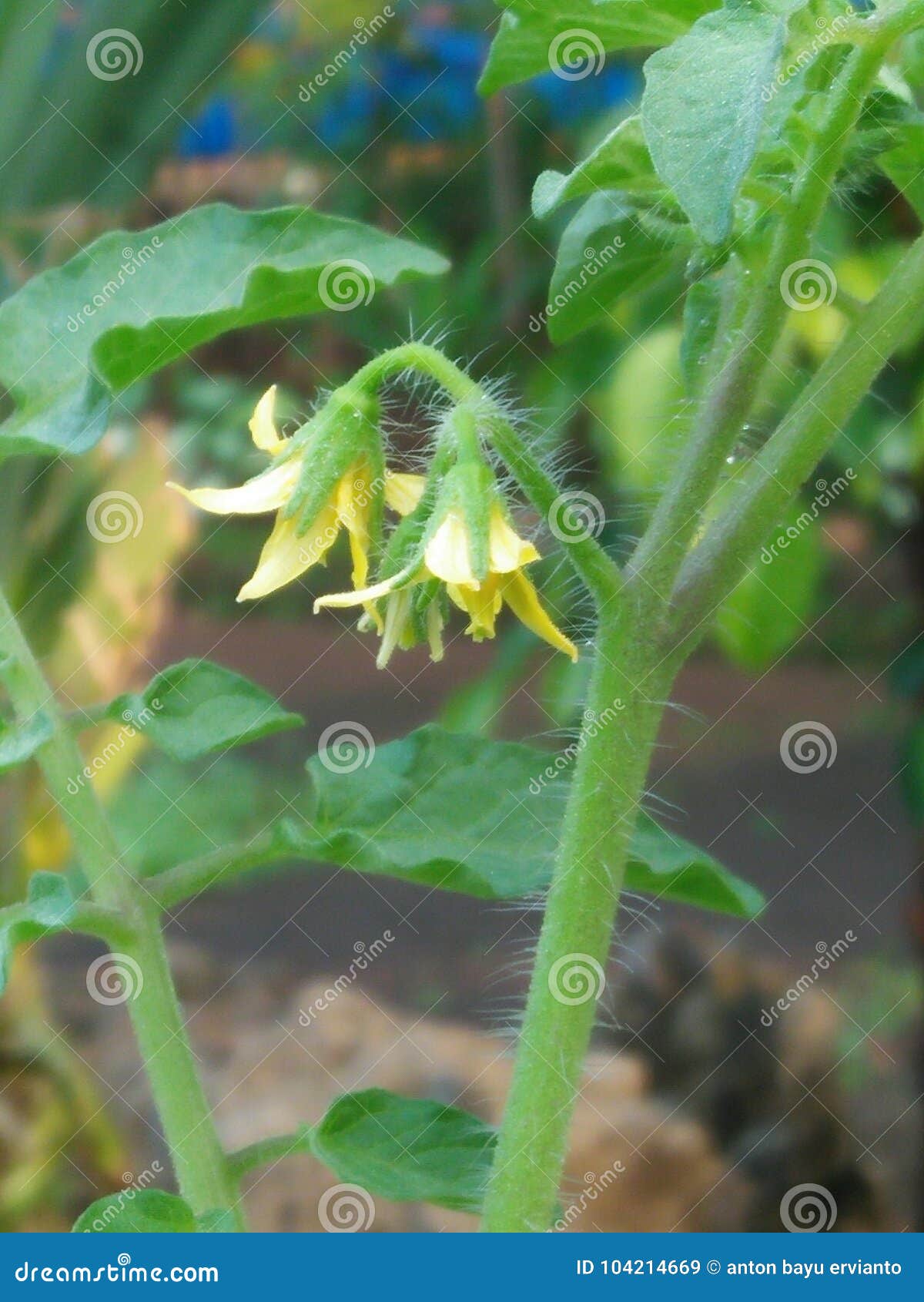 Tomato flower stock image. Image of flower, trees, gardens - 104214669
