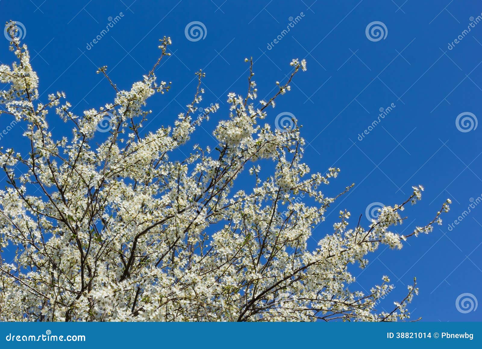 Flowering Tree Against a Blue Sky Stock Photo - Image of background ...