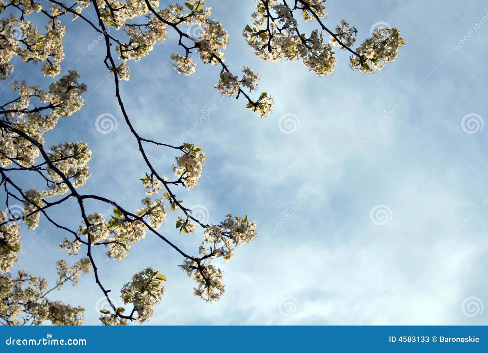 Flowering Tree Against Sky stock image. Image of white - 4583133