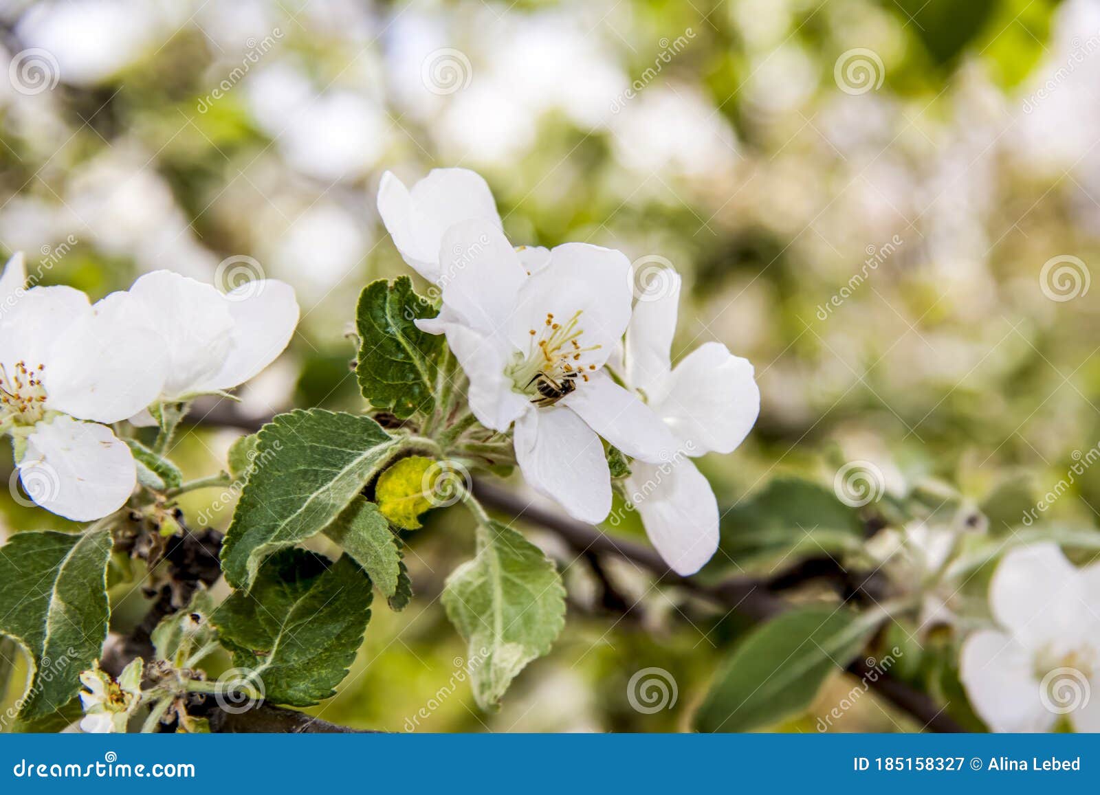 Flowering Tree. the Apple Tree Blooms. Apple Blossom. Spring Stock ...