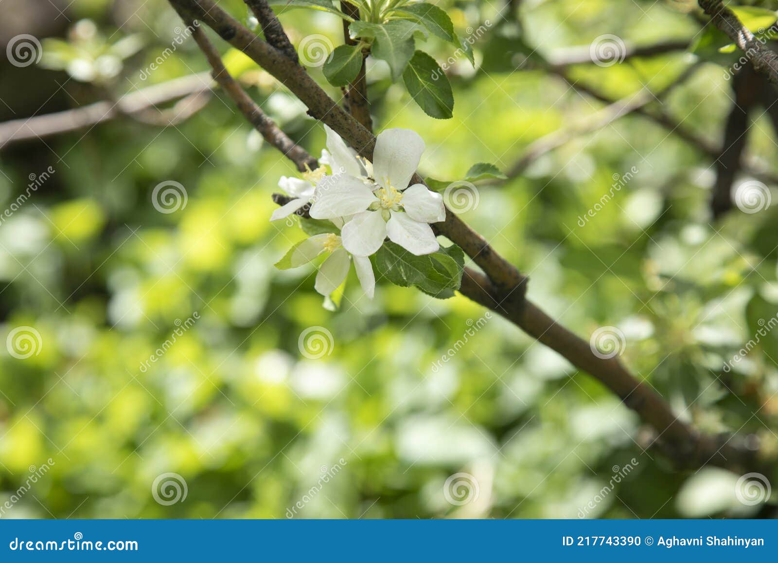 Flowering tree branch stock photo. Image of delicate - 217743390