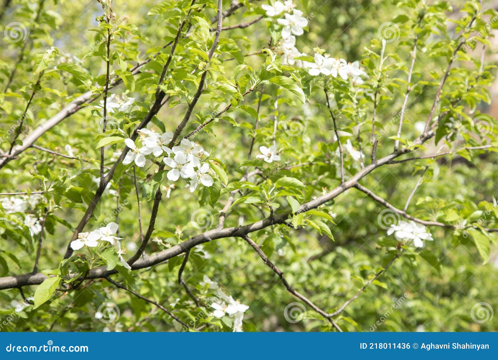 Flowering tree branch stock photo. Image of blooming - 218011436