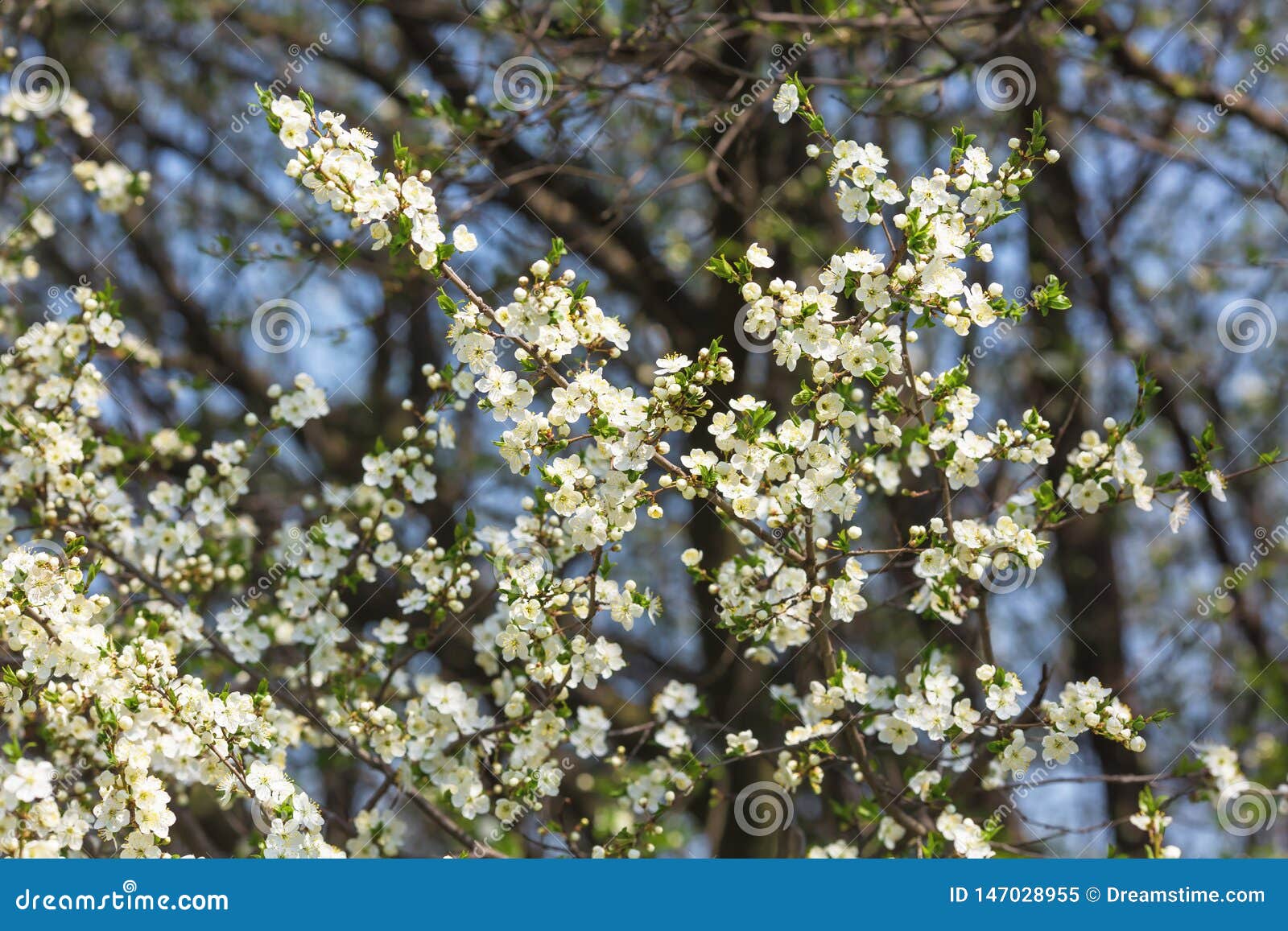 Flowering tree branch stock image. Image of flora, gardening - 147028955