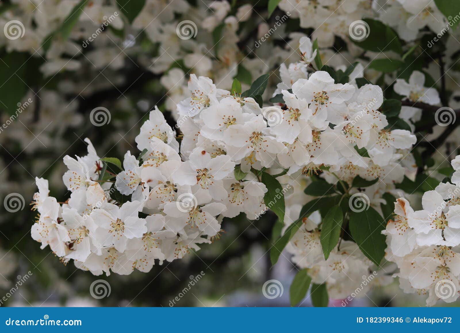 Flowering Tree Branch with White Flowers Stock Photo - Image of white ...