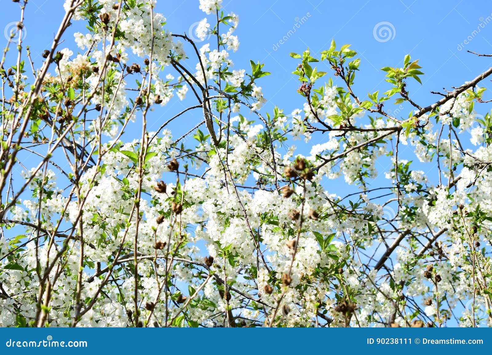 Flowering tree branches stock image. Image of beauty - 90238111