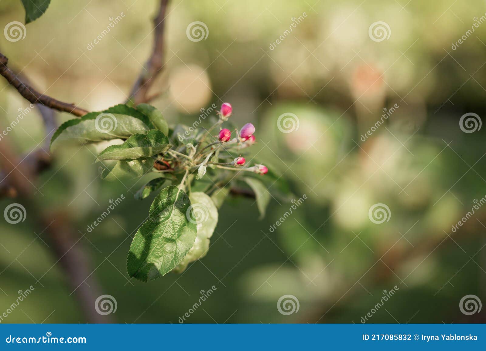 Flowering Tree with Buds, Flowers and Leaves Stock Photo - Image of ...