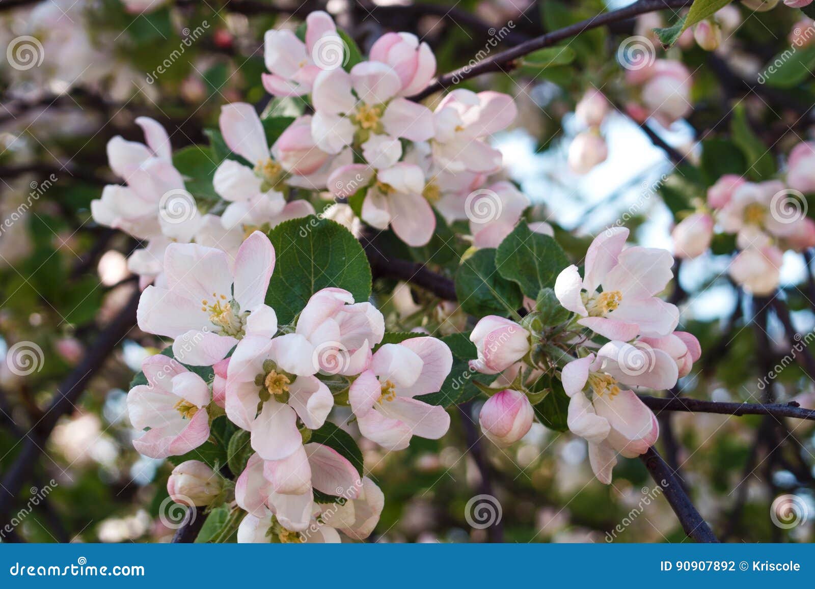 Flowering Tree. Close-up of Flowers on the Branches, Spring Background ...