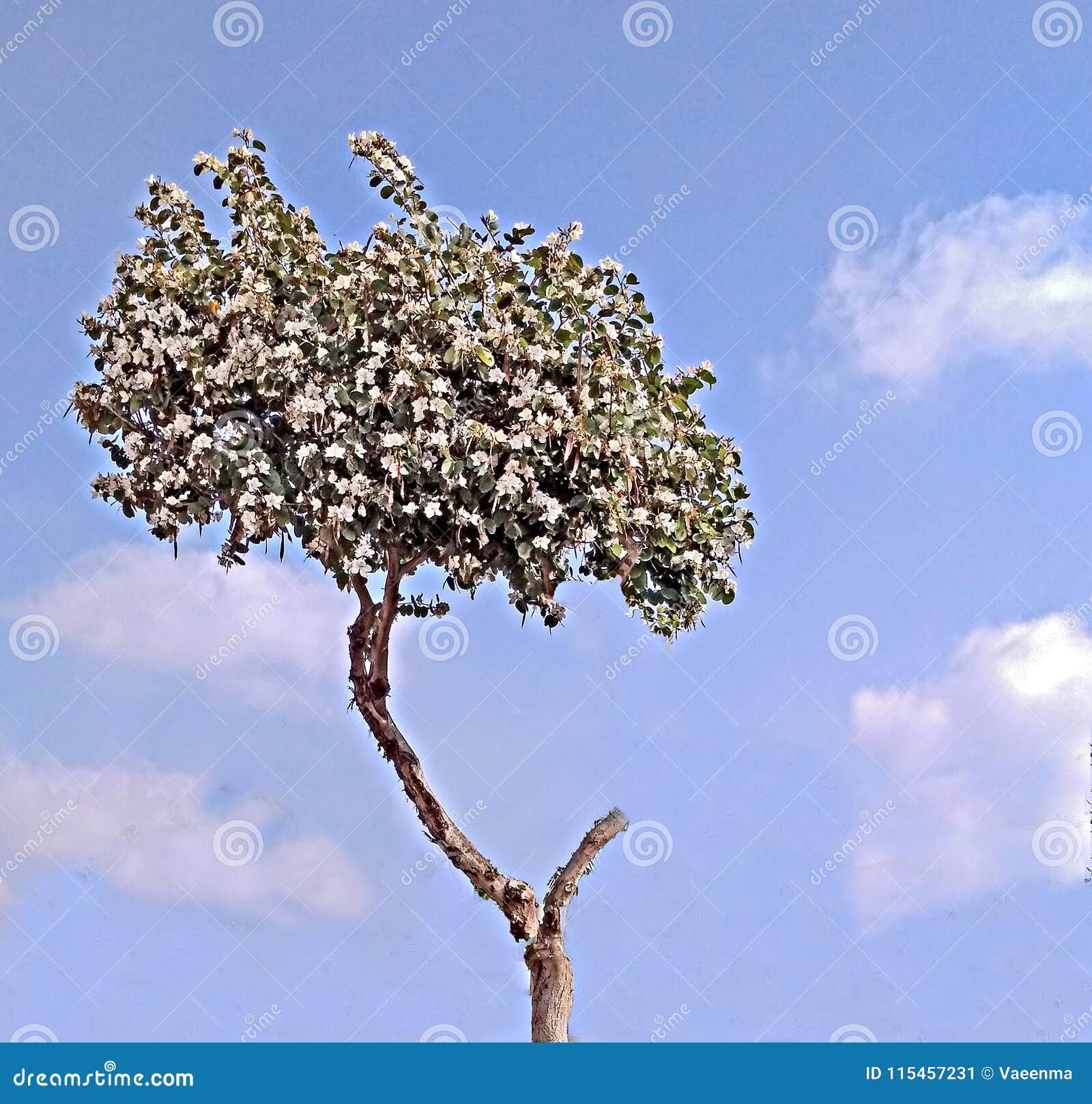 Flowering tree and sky stock image. Image of spring - 115457231