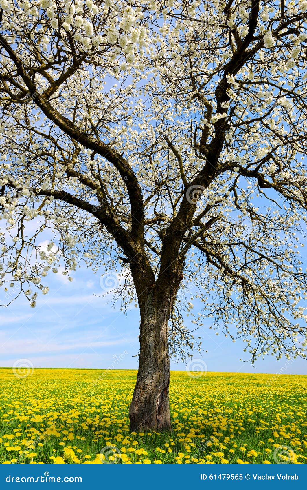 Flowering Tree on Dandelion Field. Stock Image - Image of summer ...