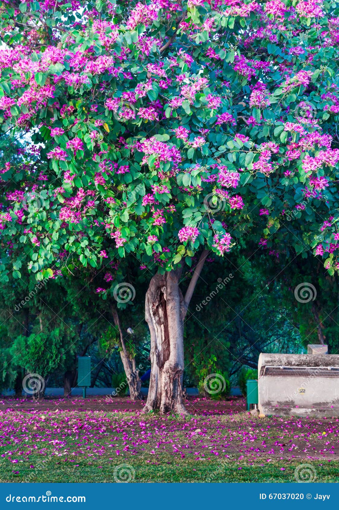 Flowering Tree stock photo. Image of outdoor, morning - 67037020