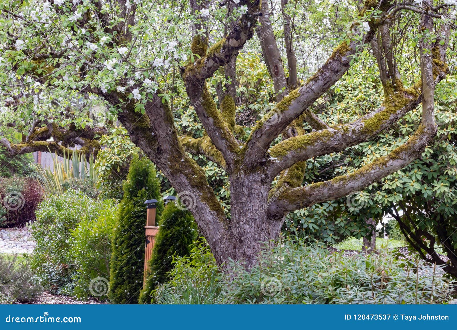 Flowering tree beside gate stock image. Image of plant - 120473537