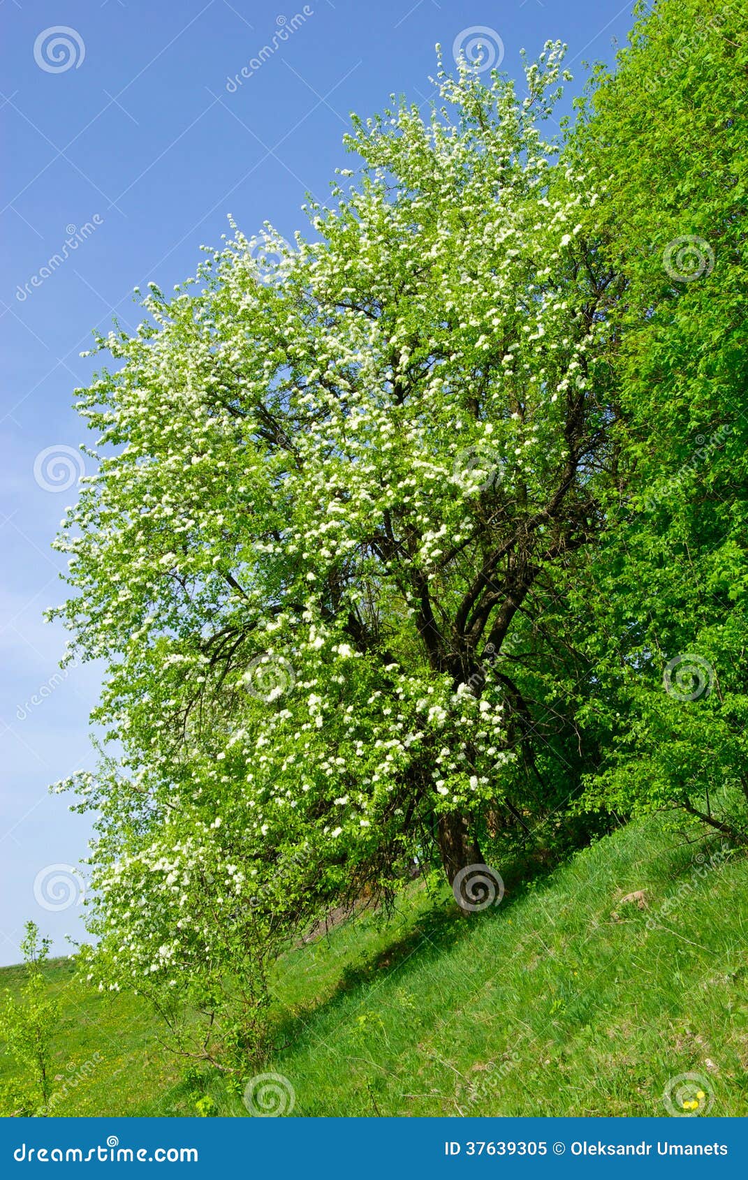 A Flowering Tree,growing on a Slope,on the Background of the Blue Sky ...