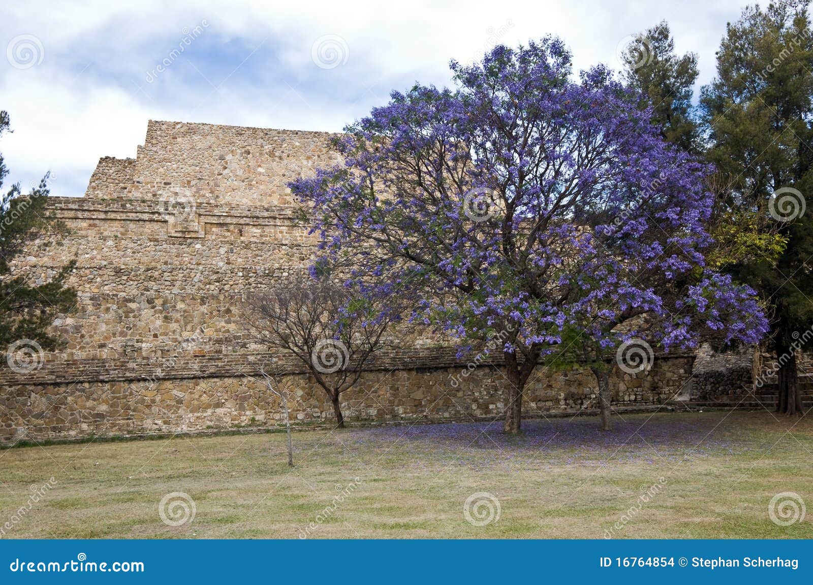 Flowering Trees Of Mexico at Norma Castro blog
