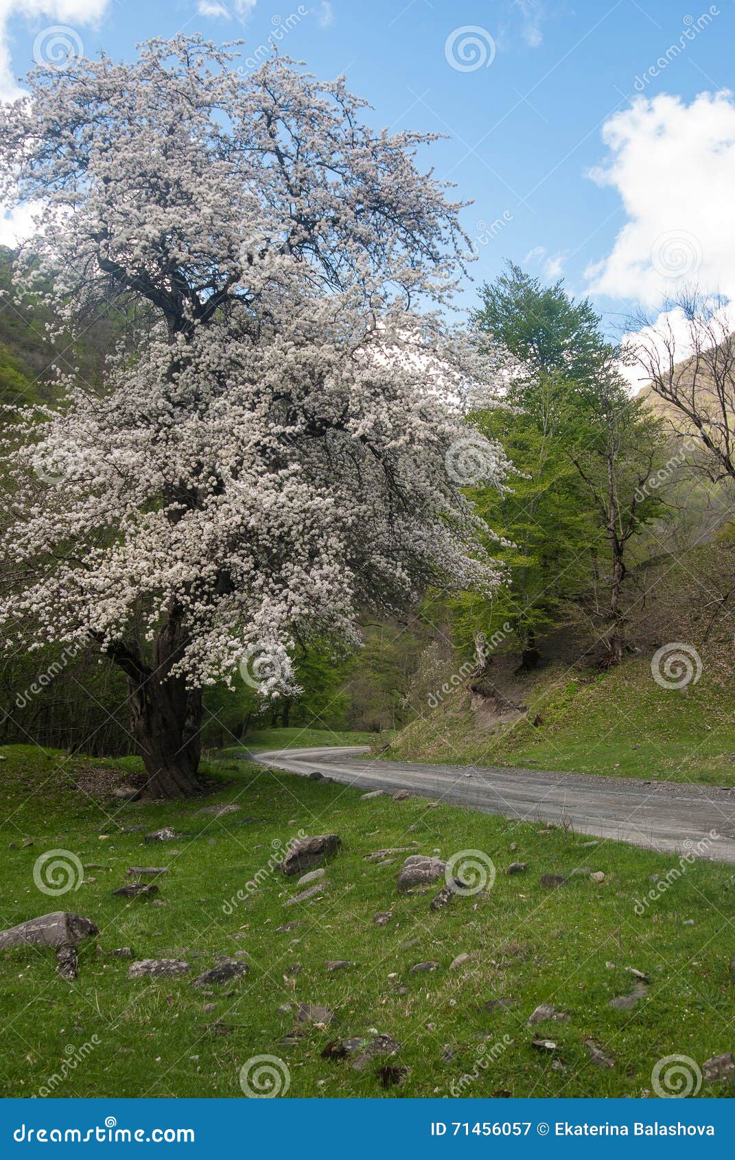 Flowering Tree Over the Road Stock Image - Image of natural, blossom ...