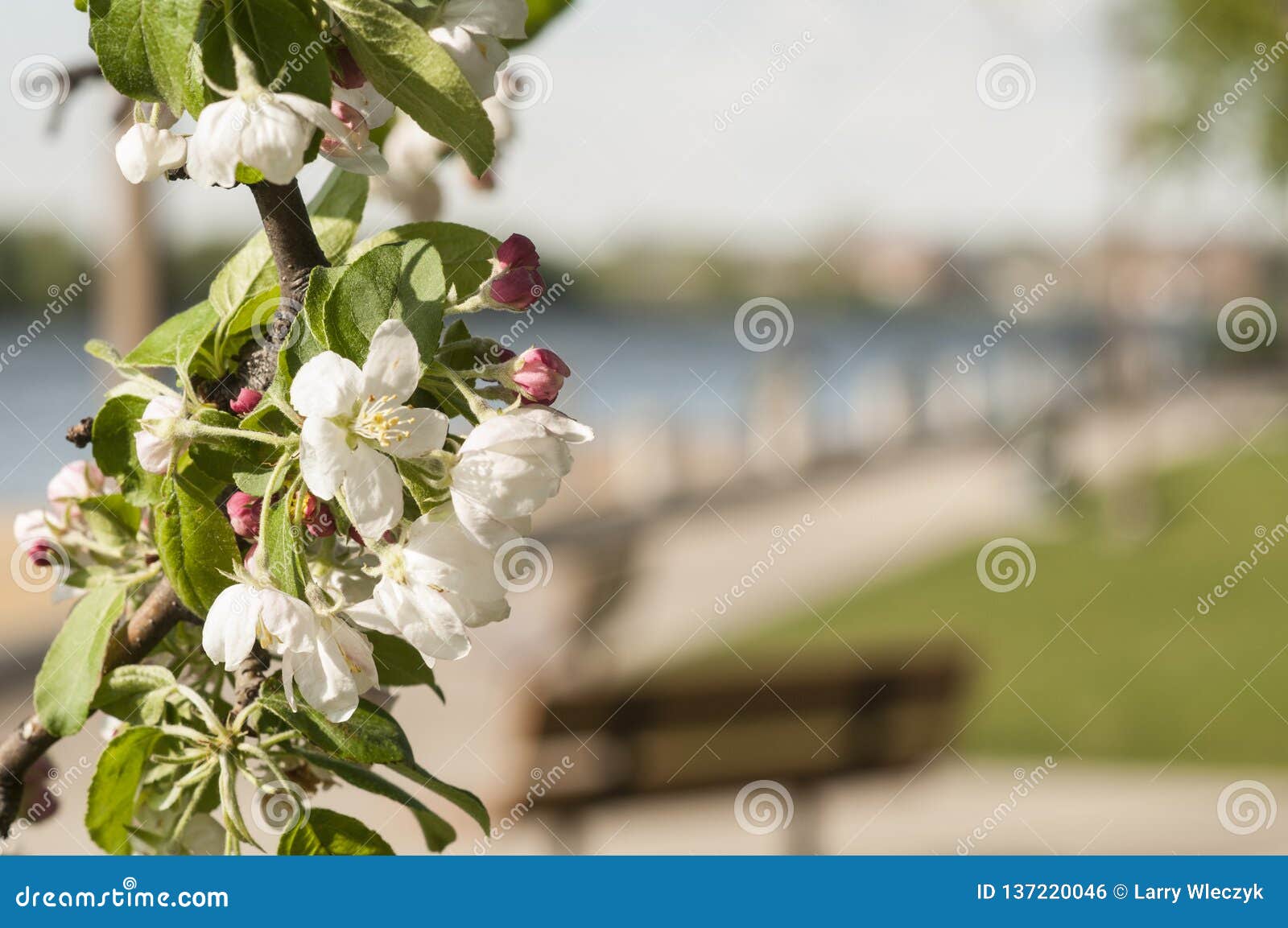 Flowering Tree by the River Stock Photo - Image of branch, setting ...