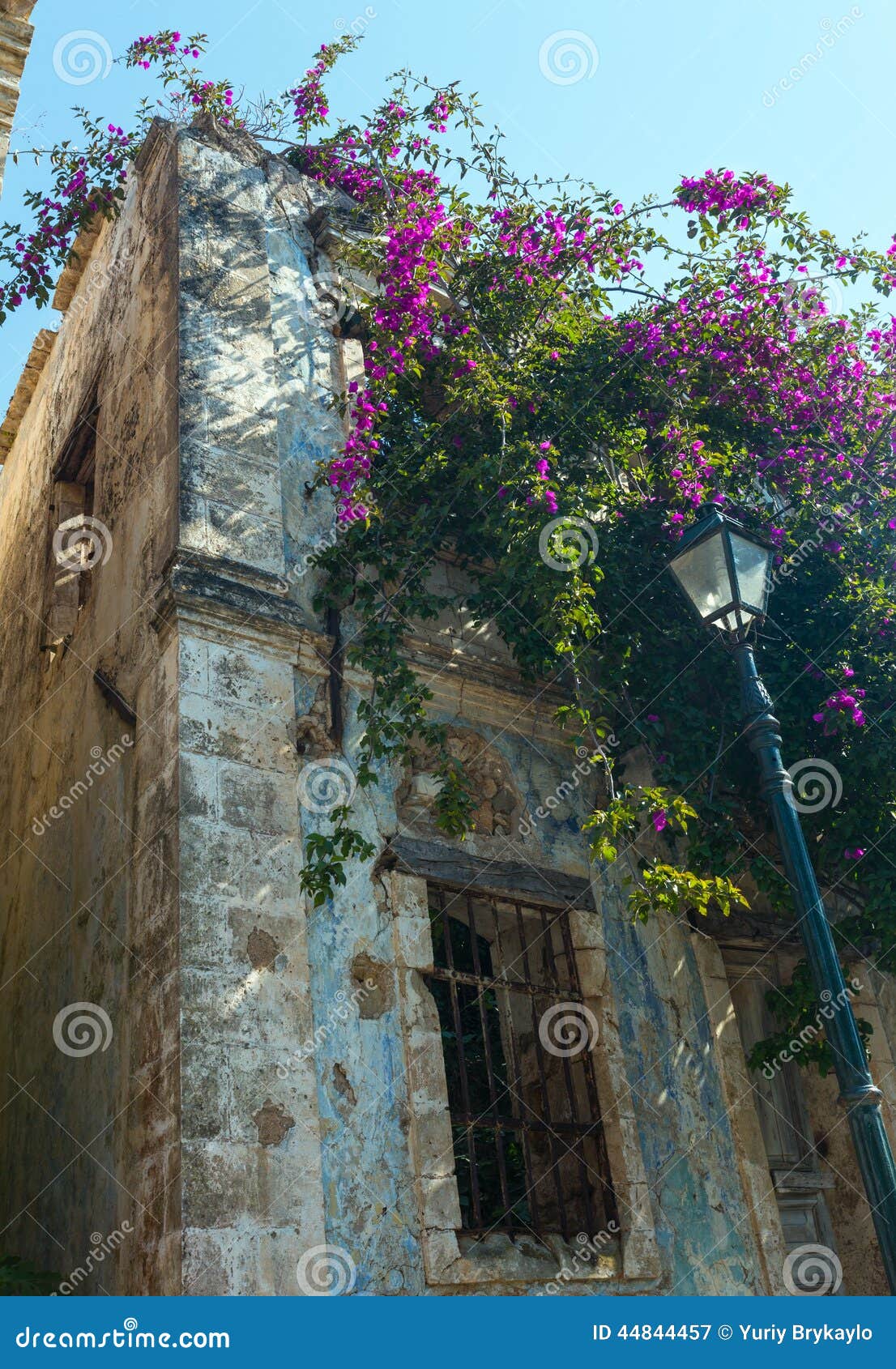 Flowering tree on the roof stock image. Image of neglected - 44844457