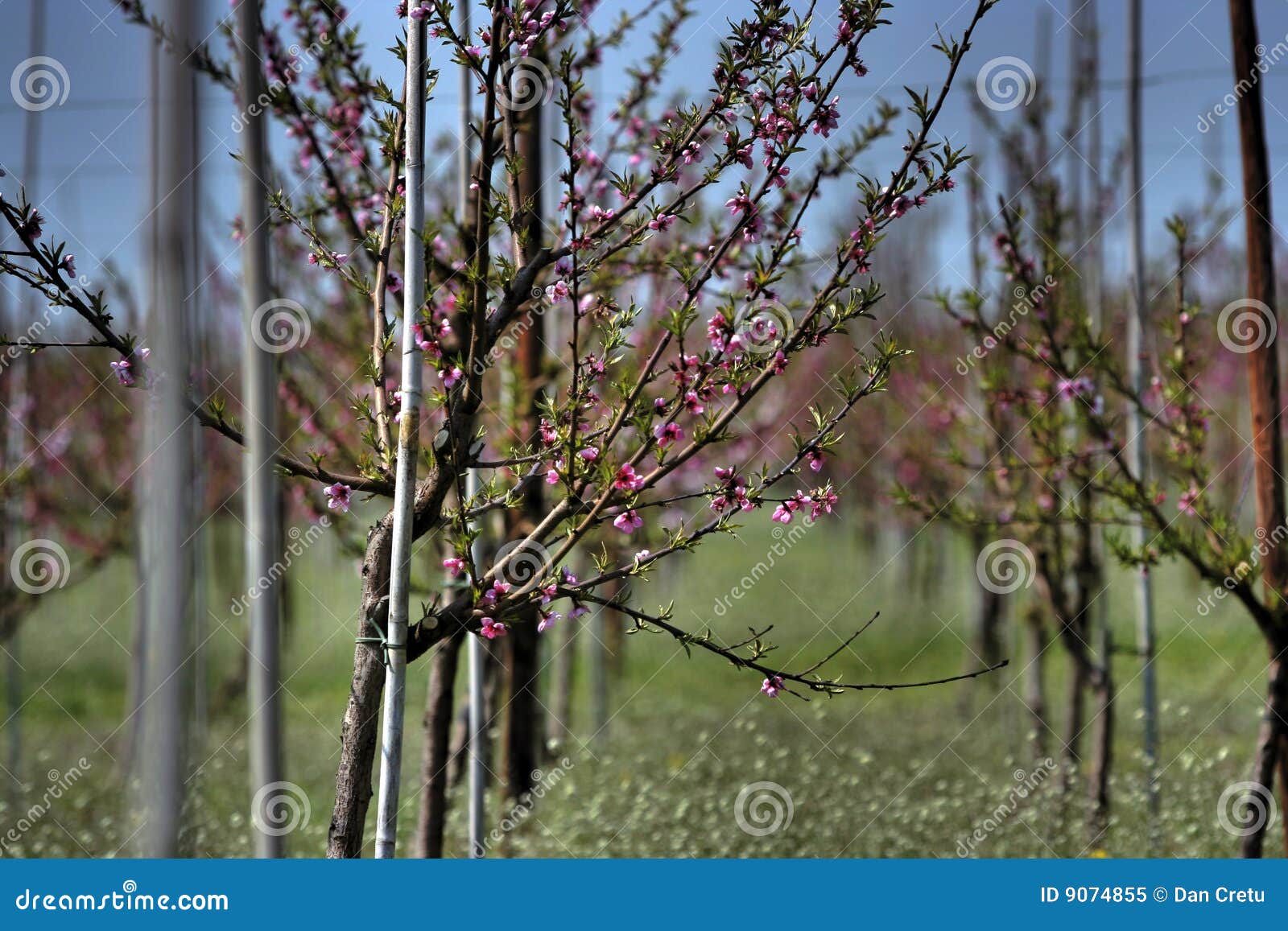 Flowering tree saplings stock image. Image of blooming - 9074855