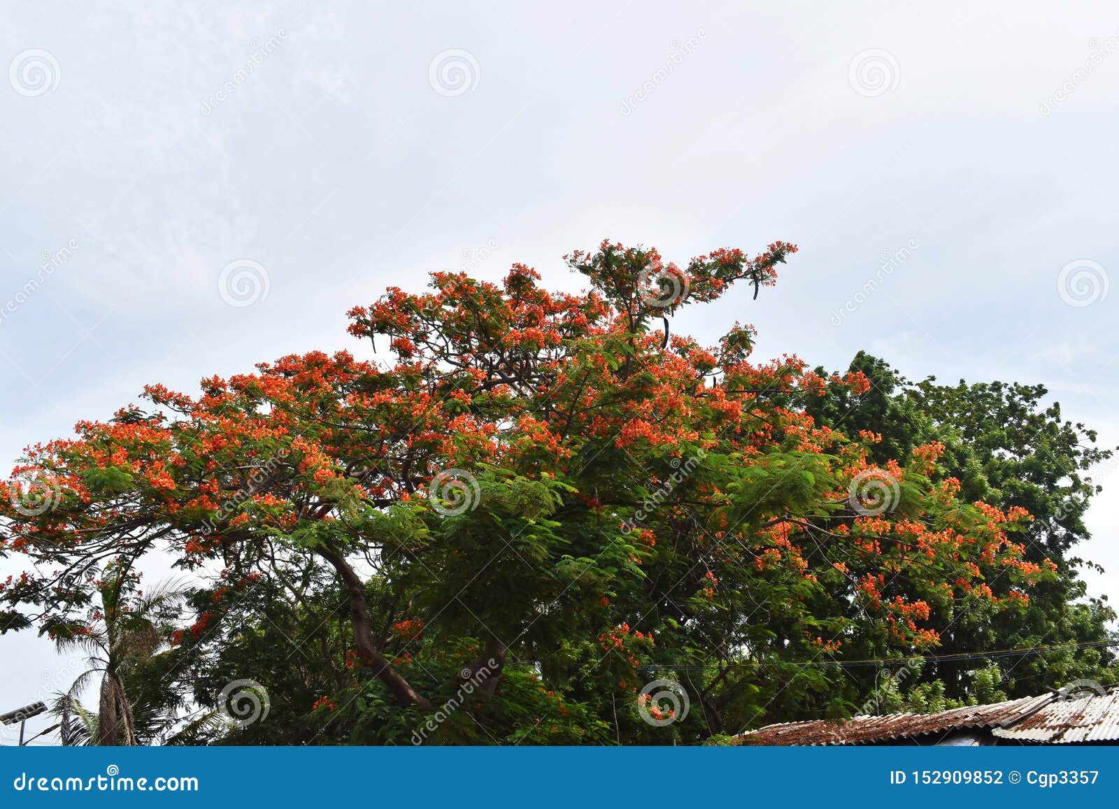 FLOWERING TREE and SKY stock photo. Image of forest - 152909852