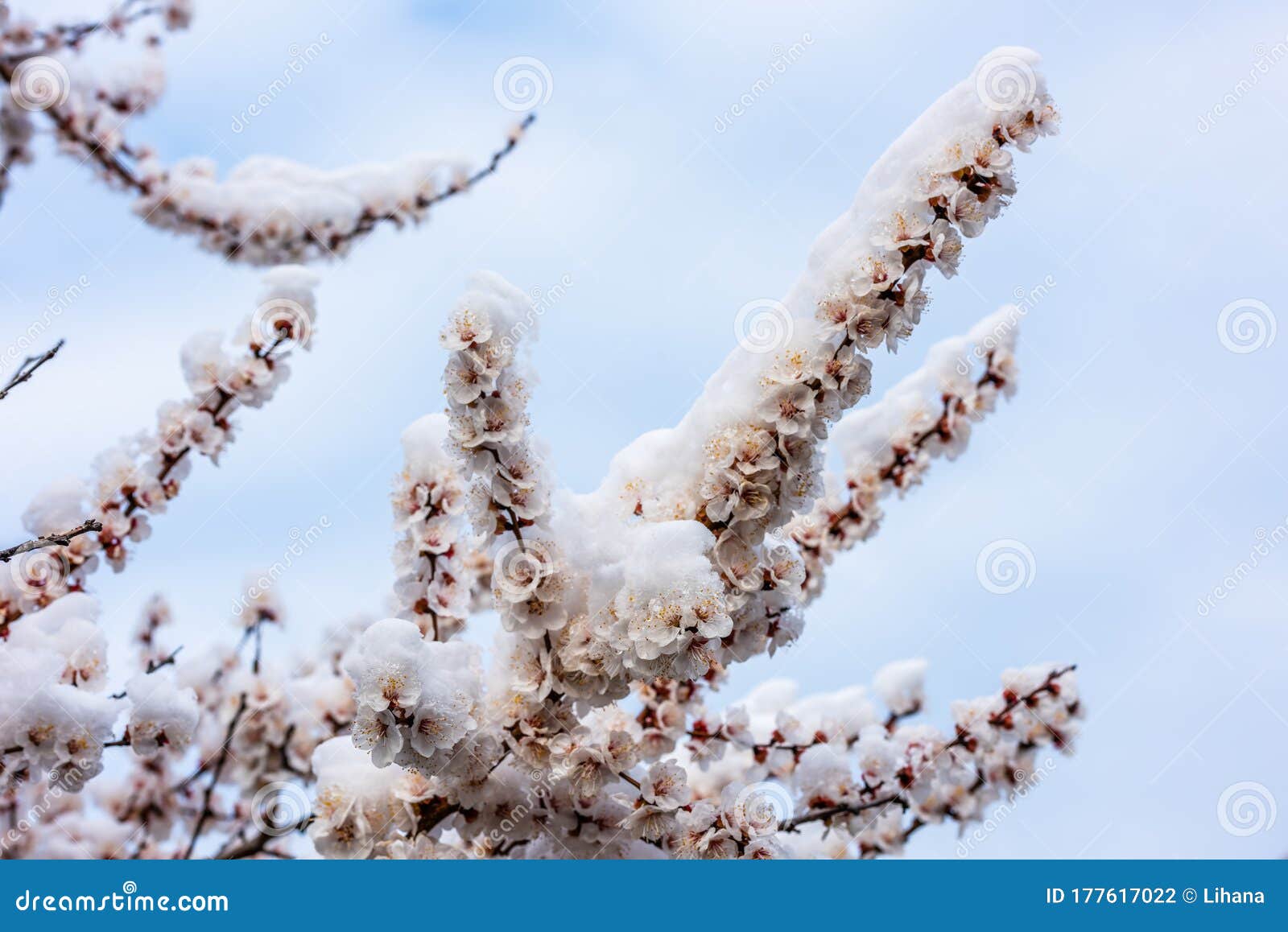 Flowering tree in the snow stock photo. Image of cherry - 177617022