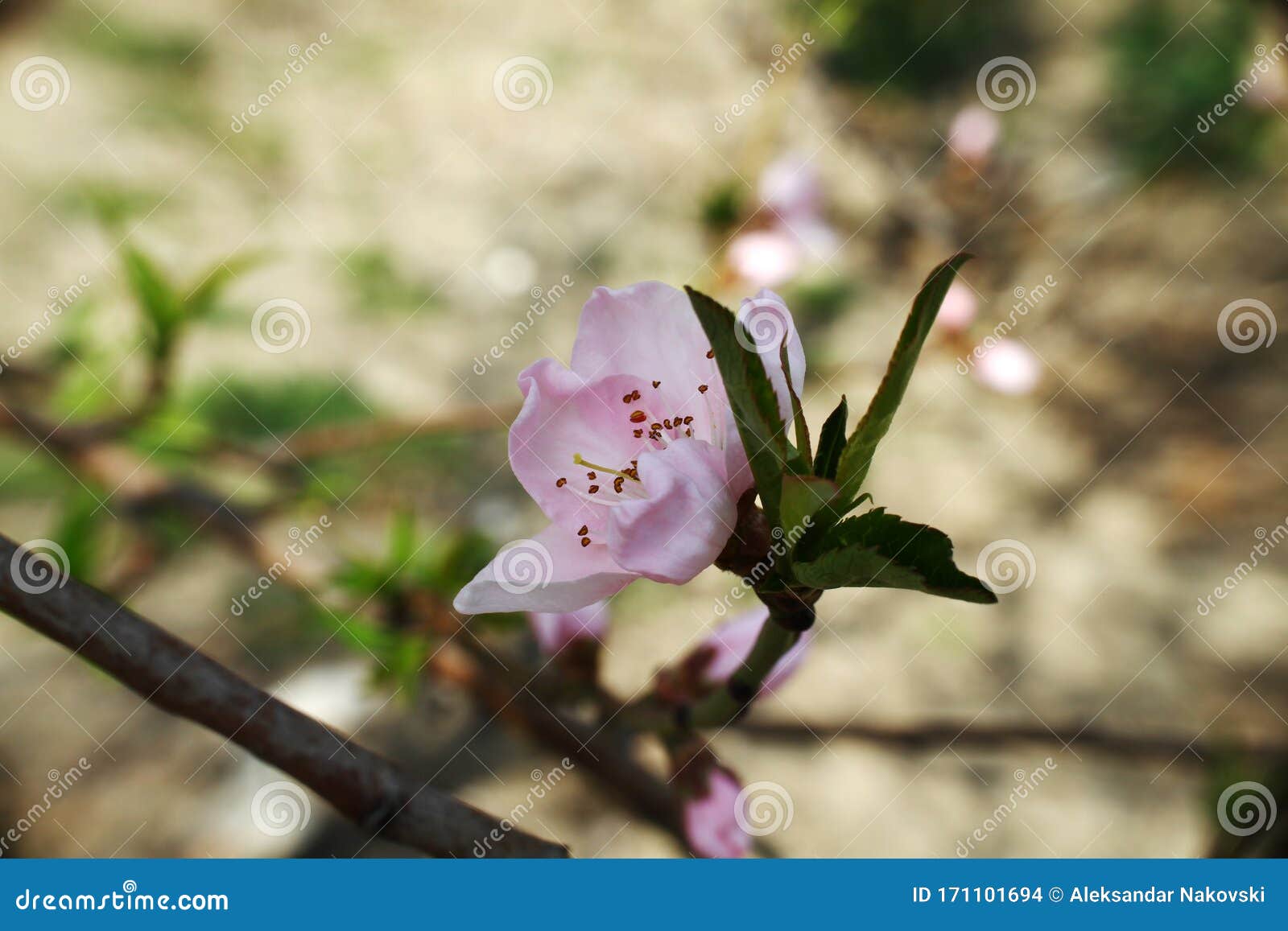 Flowering tree in spring stock photo. Image of blossom - 171101694