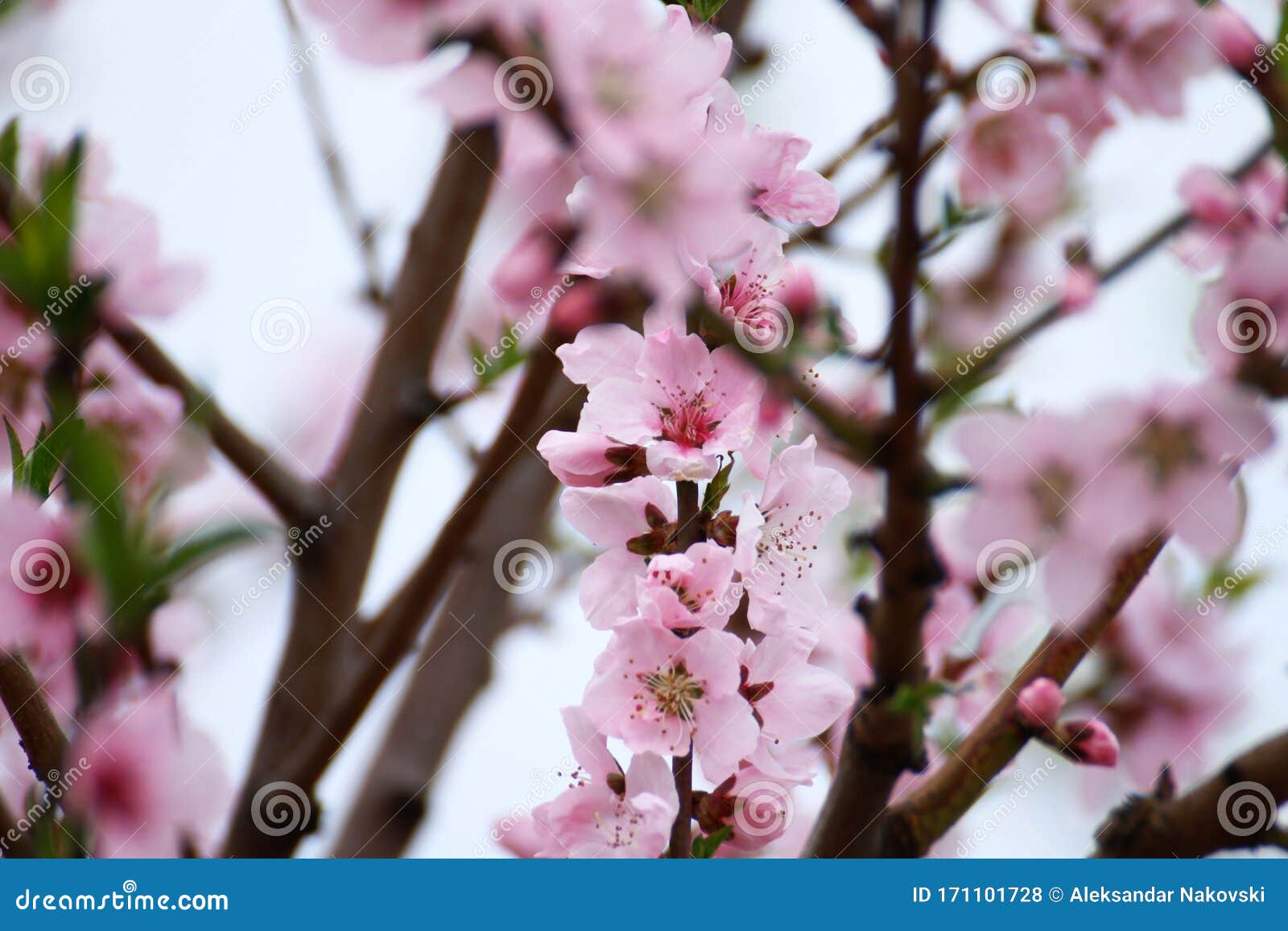 Flowering tree in spring stock photo. Image of petal - 171101728