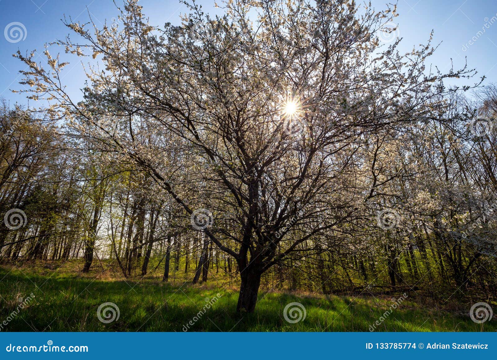 Flowering Tree, Spring Time in Poland Stock Photo - Image of time ...