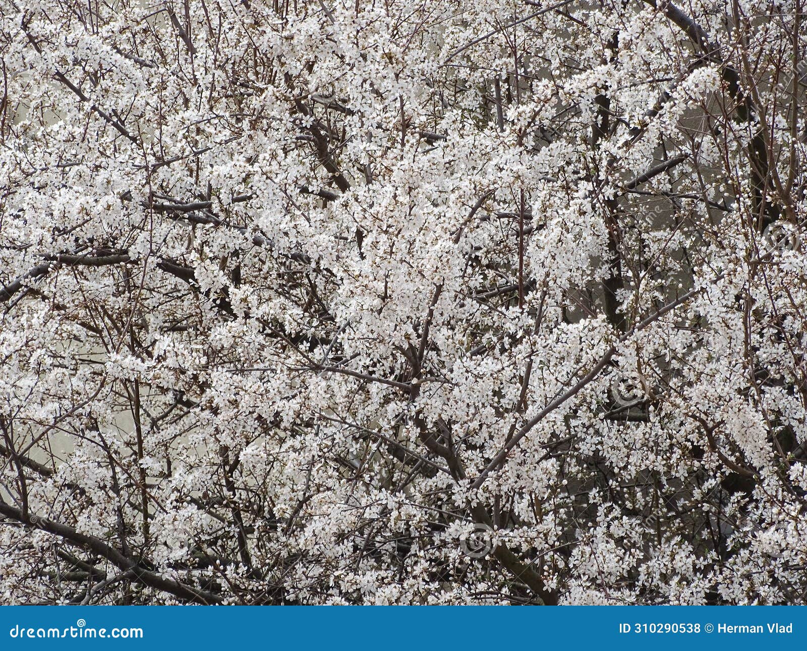 Flowering Tree in Spring. White Tree Stock Photo - Image of flowering ...