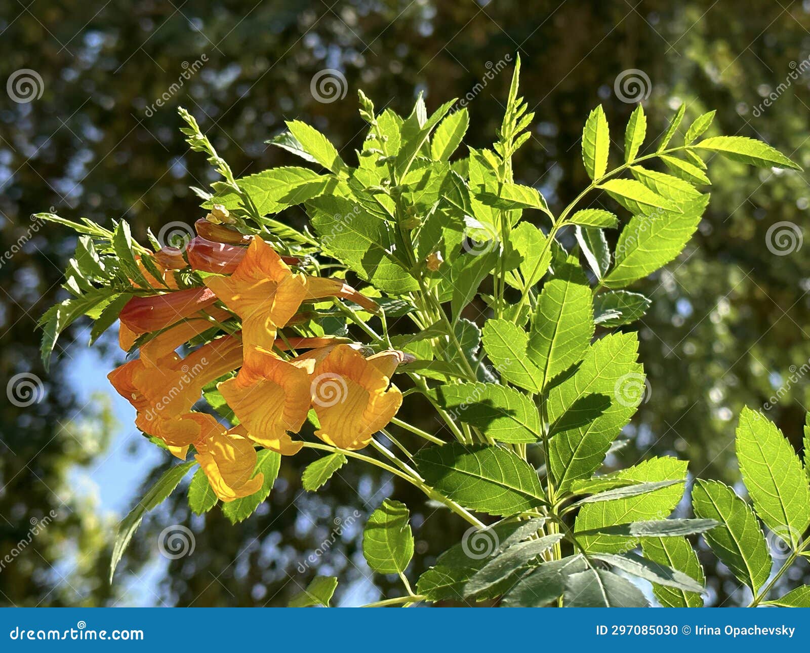 Flowering Tree Tecoma (lat. - Tecoma Stock Photo - Image of flower ...