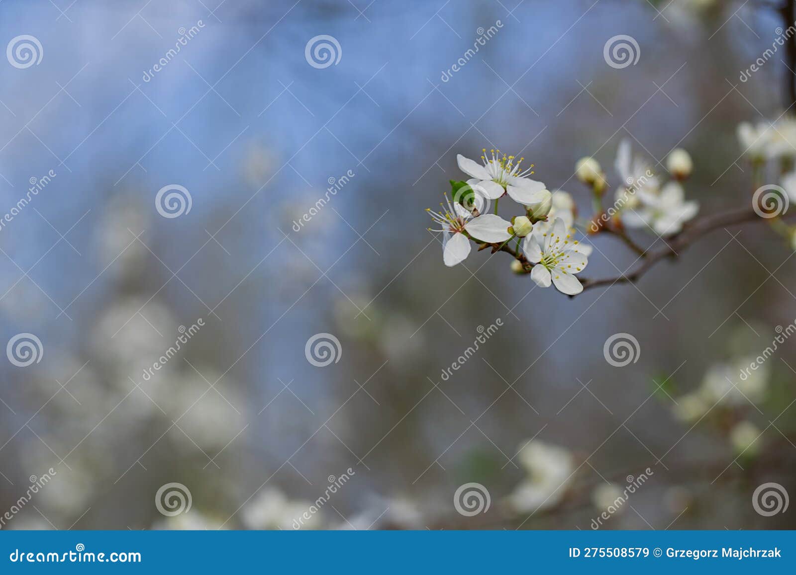 A Flowering Tree at the Very Beginning of Spring Stock Image - Image of ...