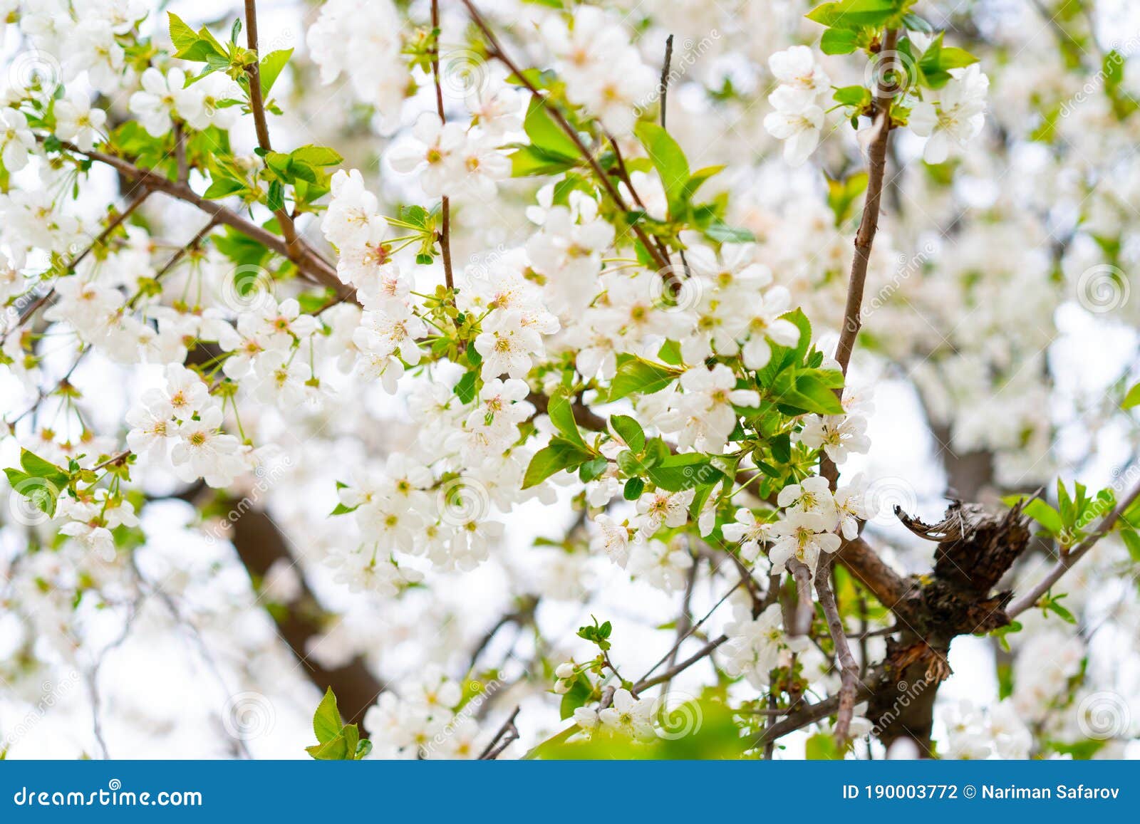 Flowering Tree with White Flowers Stock Photo - Image of summer, floral ...