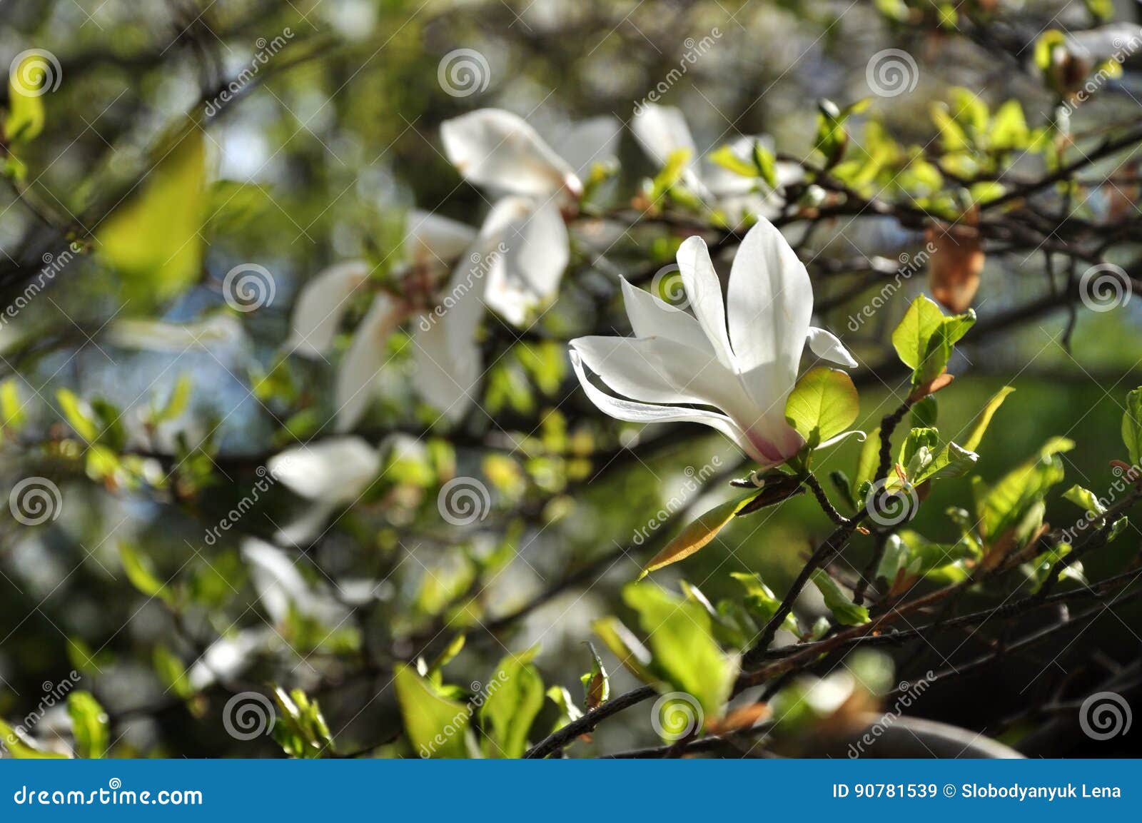 Flowering Tree, White Magnolia Stock Image - Image of white, natural ...