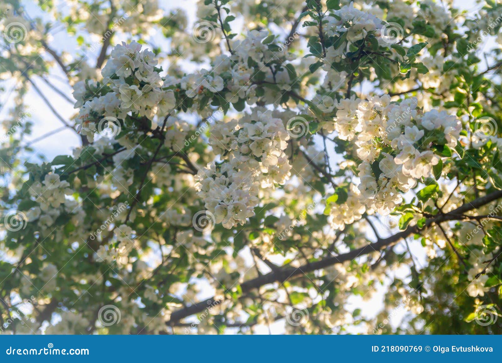 The Flowering Trees in the Apple Orchard are Covered with White ...