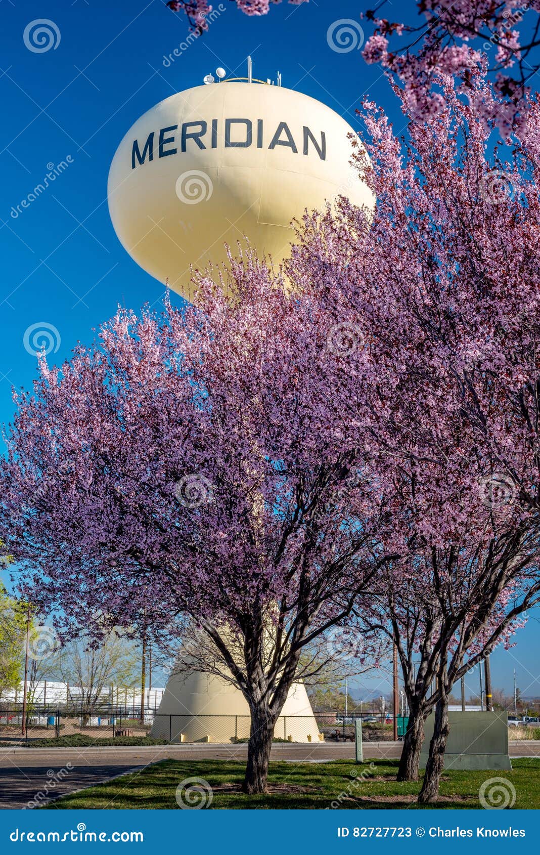 Flowering Trees with the Meridian Water Tower Stock Image - Image of ...