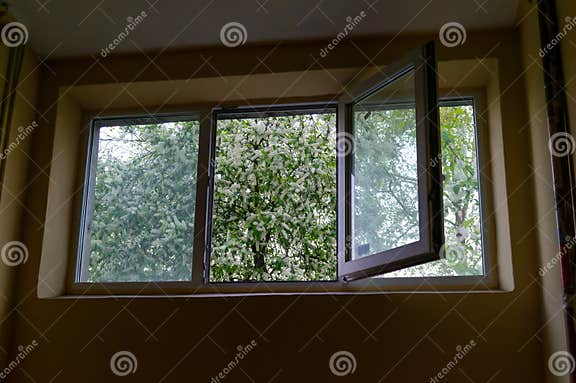 Flowering Trees Outside the Window Stock Photo - Image of house, indoor ...
