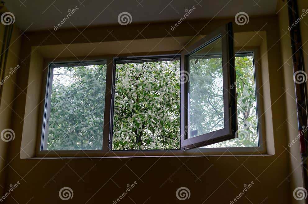 Flowering Trees Outside the Window Stock Photo - Image of house, indoor ...