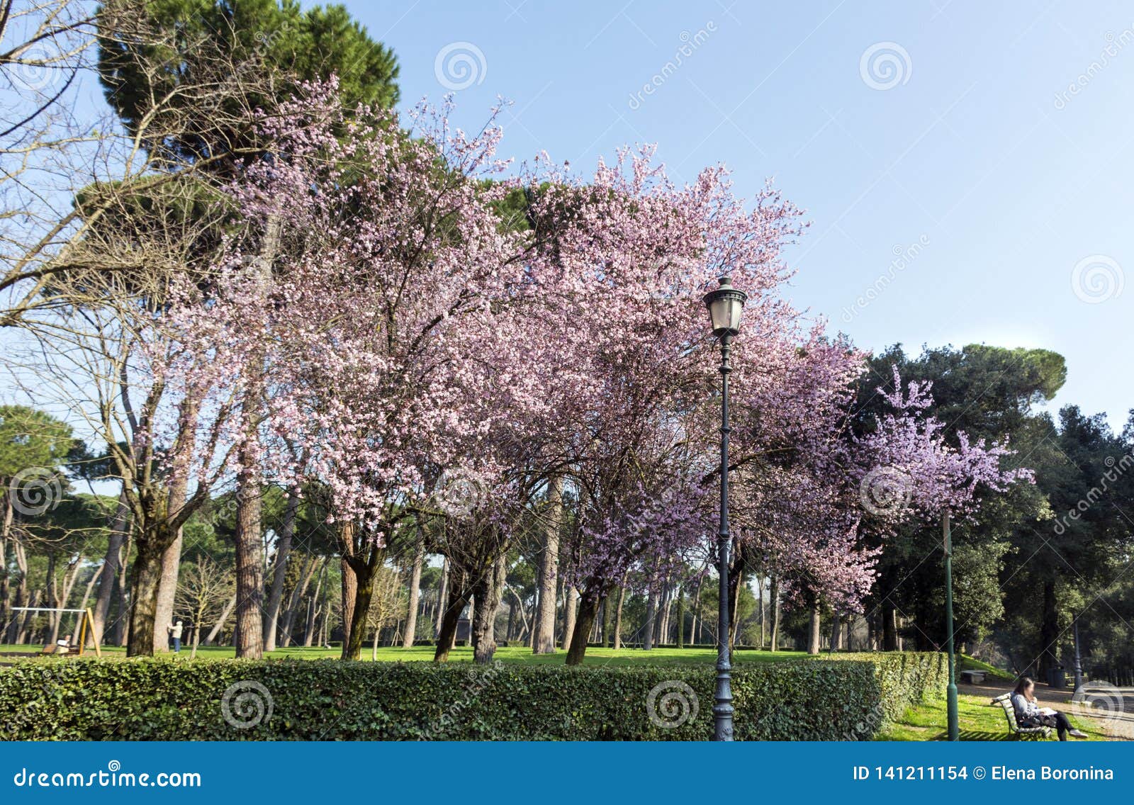 Flowering Trees in the Park in Spring, Rome Stock Photo - Image of ...