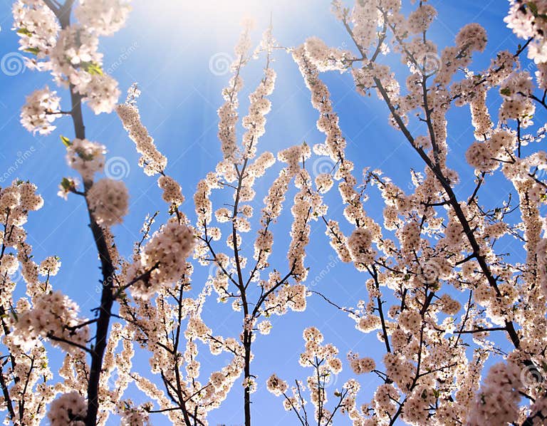 Flowering Trees in Spring, on Background the Blue Sky Stock Image ...