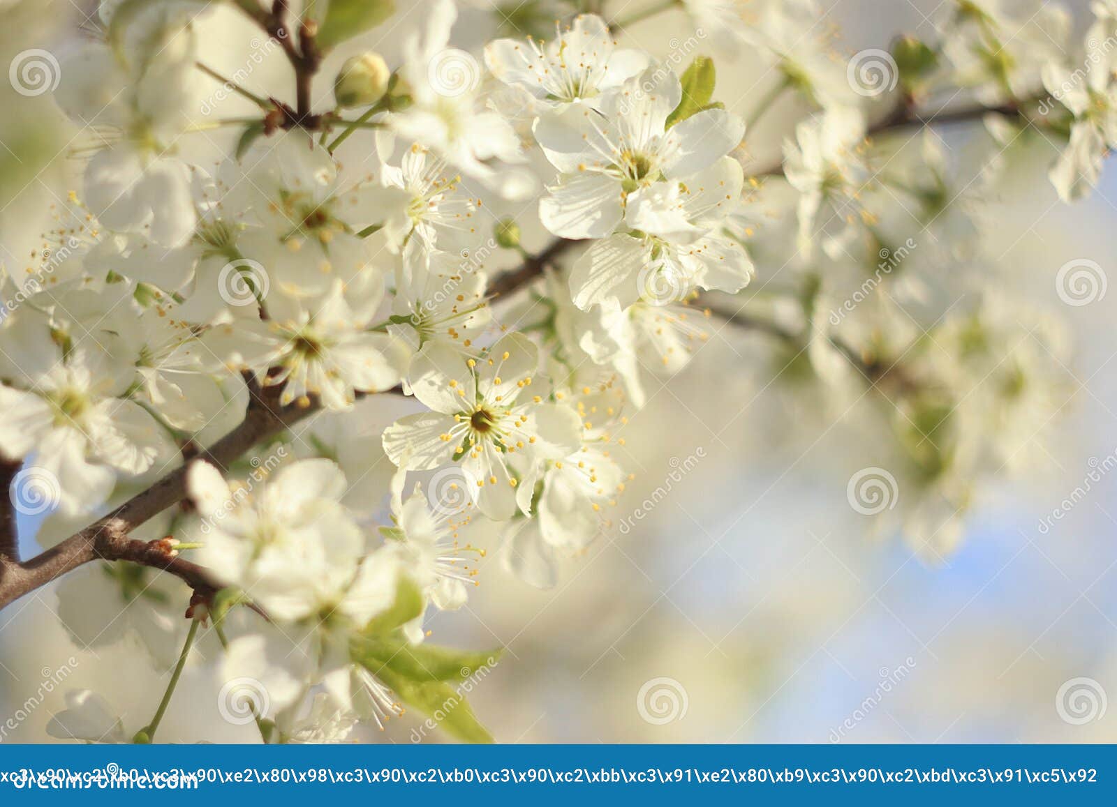 Flowering Trees in Spring on a Blurred Background, Selective Focus ...