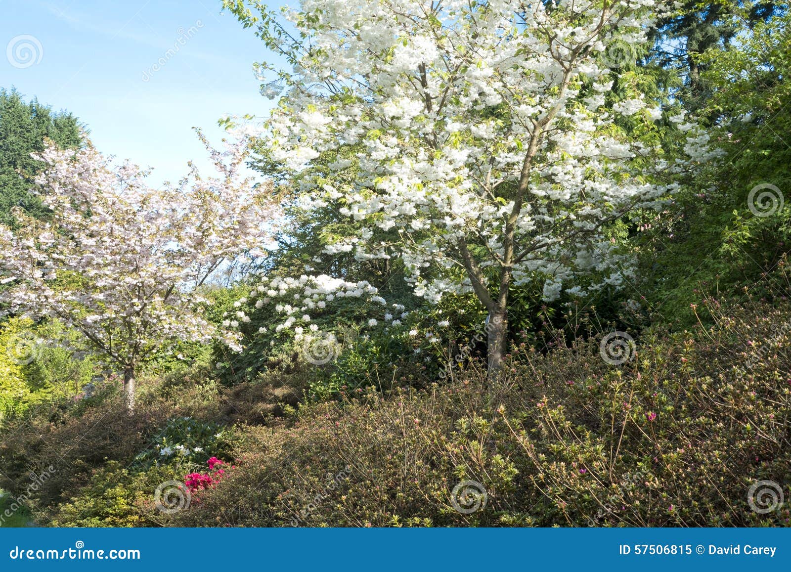 Flowering trees in spring stock image. Image of colorful - 57506815